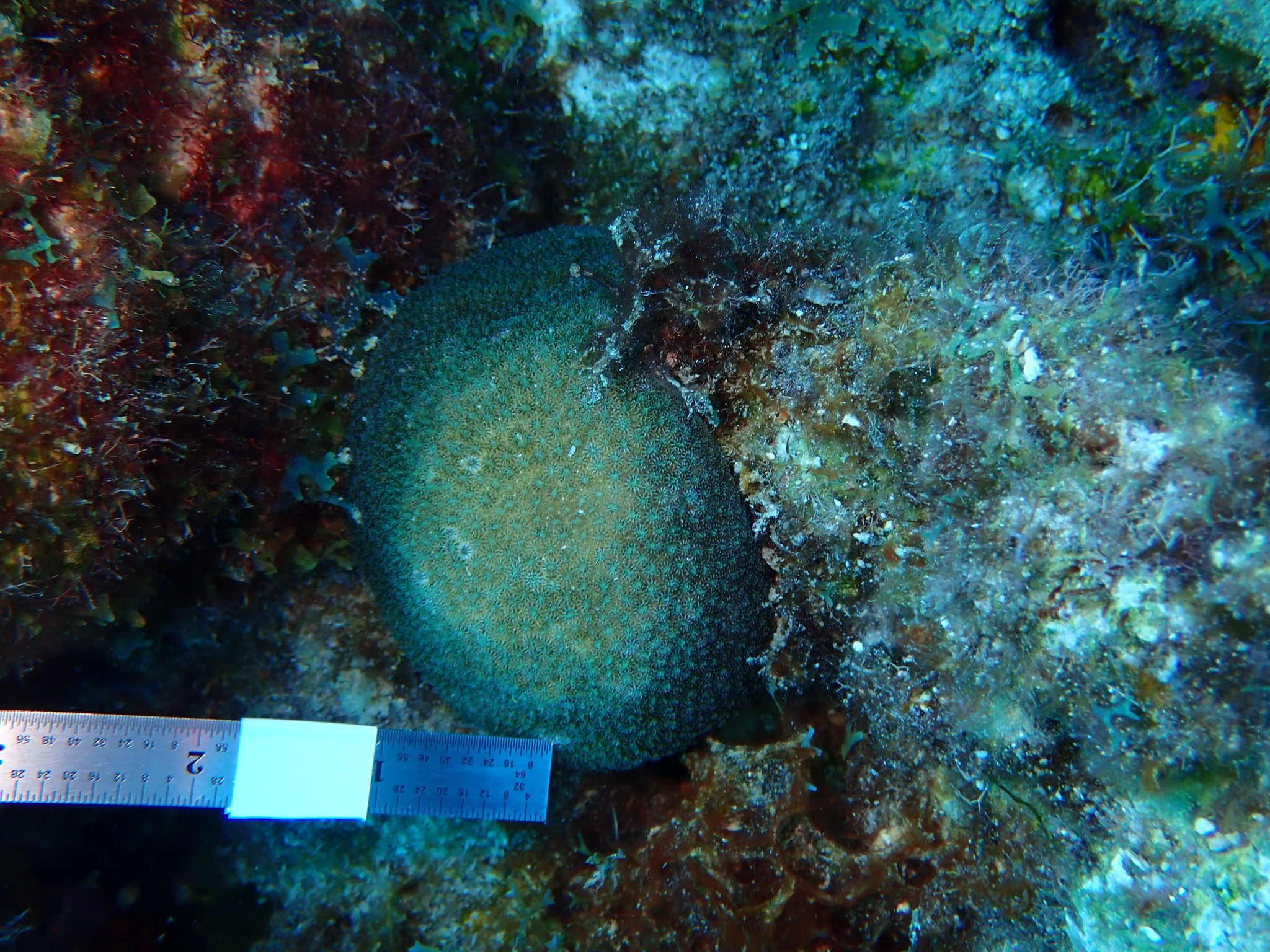 Stephanocoenia intersepta (Esper, 1795)