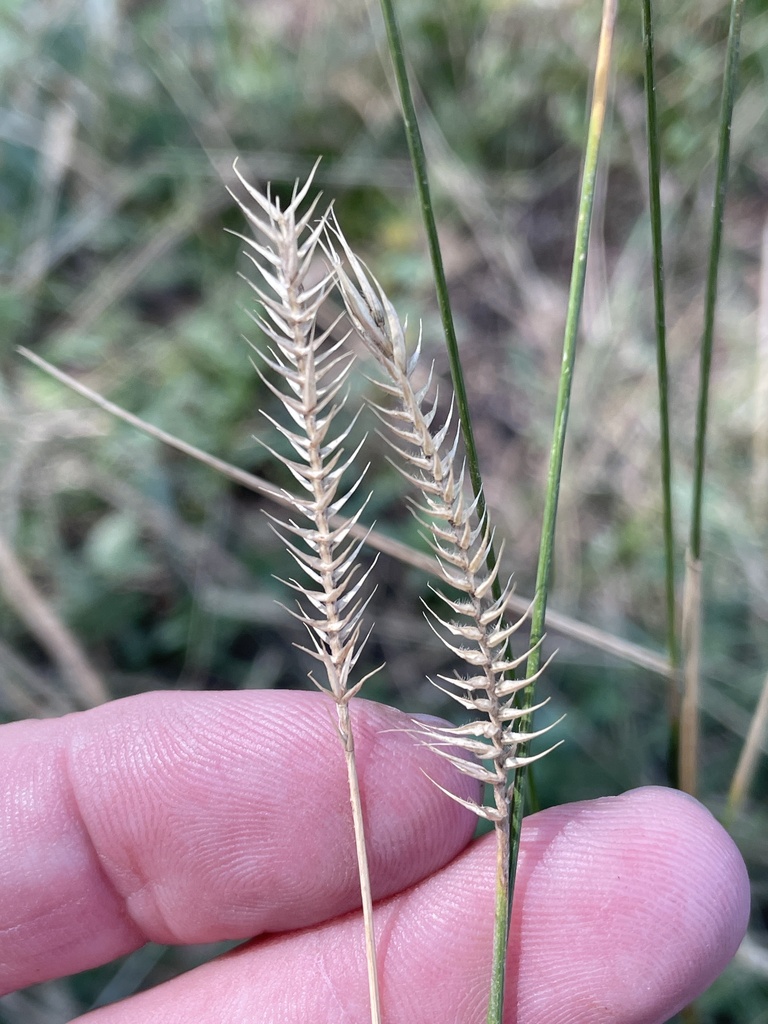 Crested Wheatgrass from Memorial Park, Arvada, CO, US on September 27 ...