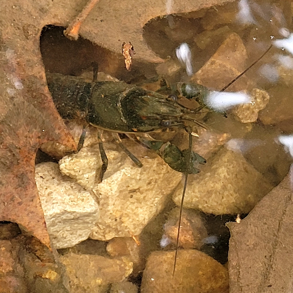 Ringed Crayfish from Capps Creek Township, MO, USA on September 24 ...