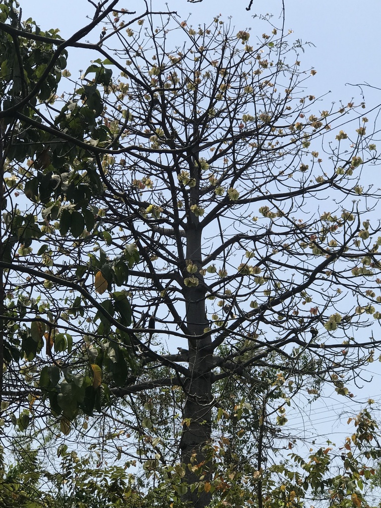 canoe tree in September 2024 by Ileana Herrera · iNaturalist