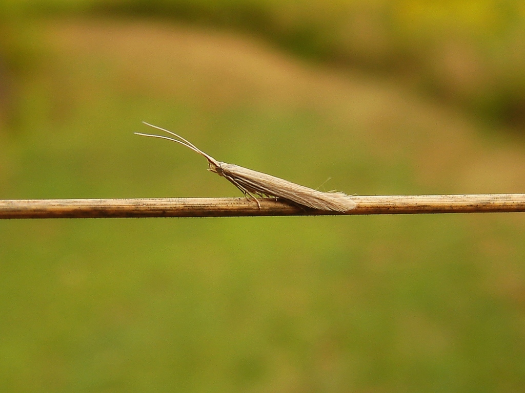 American Pistol Casebearer Moth (Insects Of the Outer Lands, Part Three ...