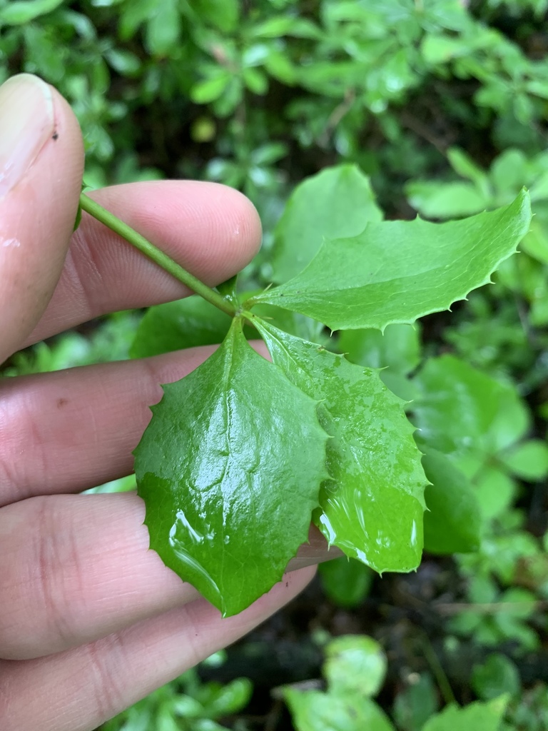 American barberry (Berberis canadensis) - Botanical Realm
