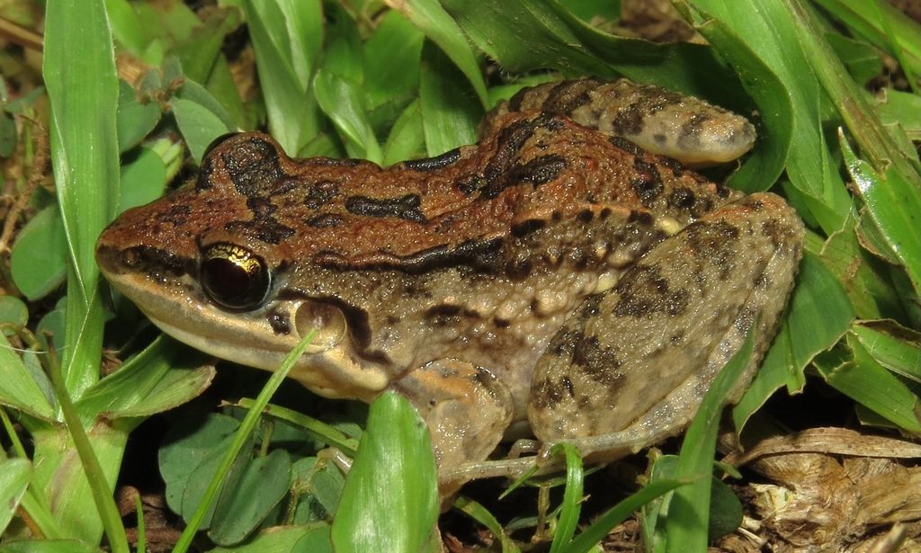 Mexican White-lipped Frog from Heredia Province, Sarapiqui, Costa Rica ...
