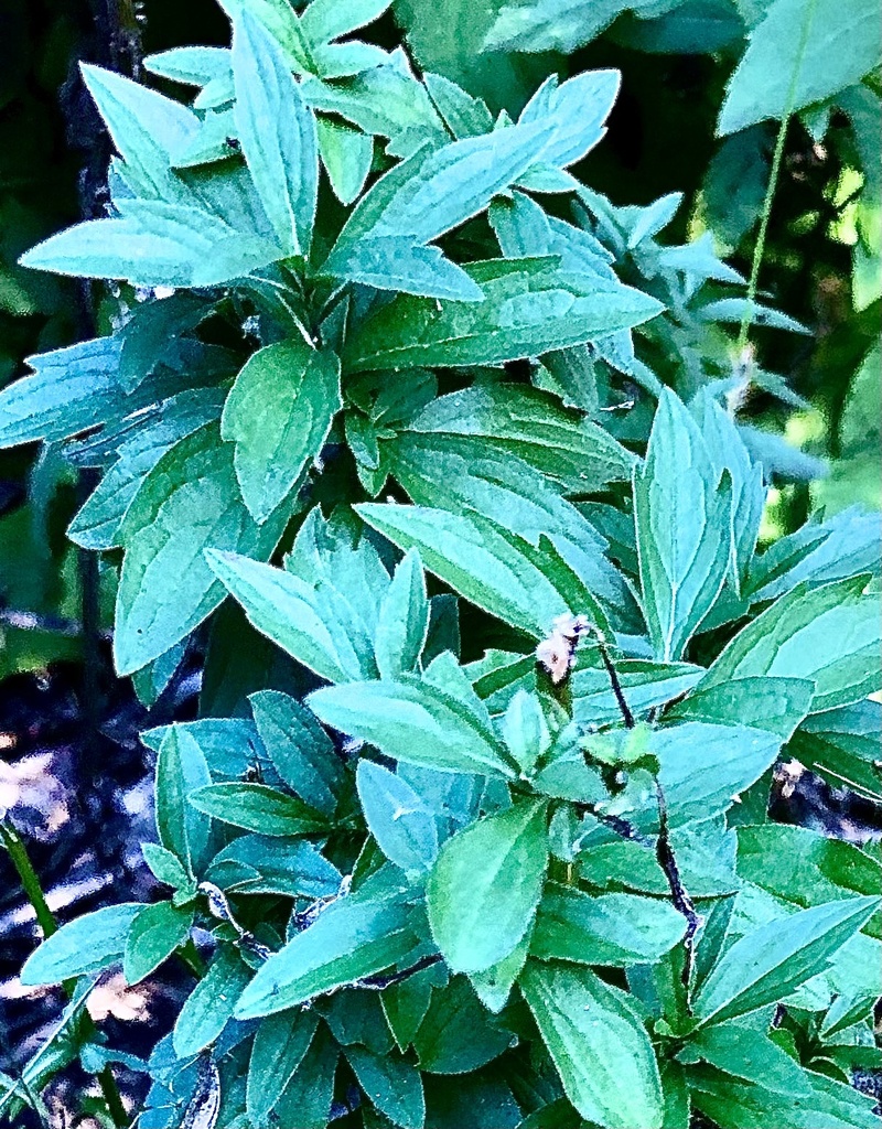 vascular plants from Magnolia Rd, Windham, NH, US on September 27, 2024 ...