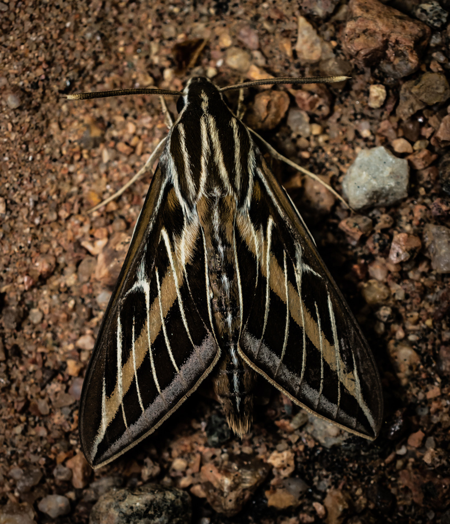 White-lined Sphinx from Rock Creek Ln, Colorado Springs, CO, US on July ...