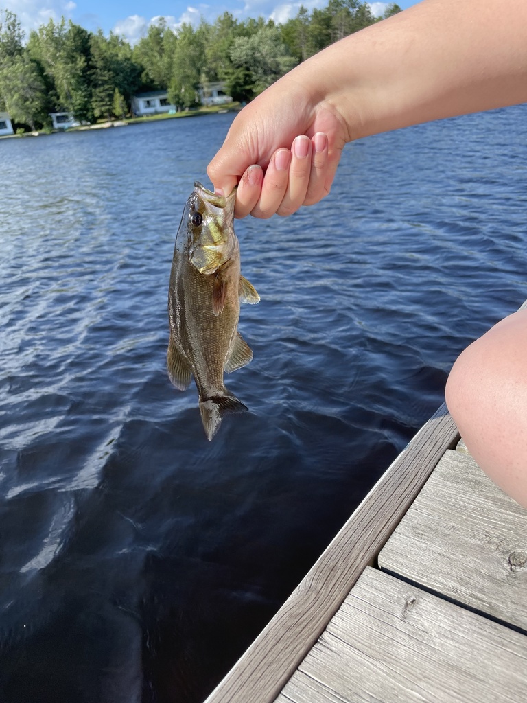 Smallmouth Bass from The Island, St.-Charles, ON, CA on July 9, 2022 at ...