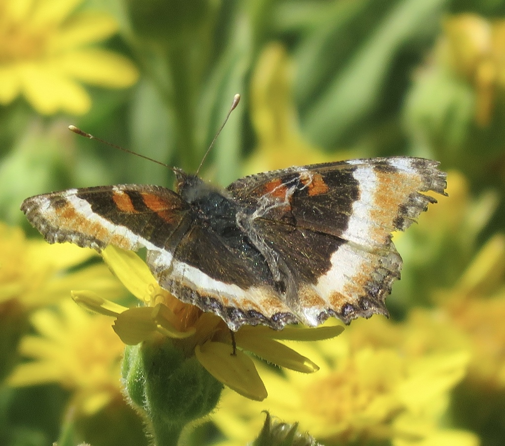 Milbert's Tortoiseshell from Mono County, CA, USA on July 25, 2016 at ...
