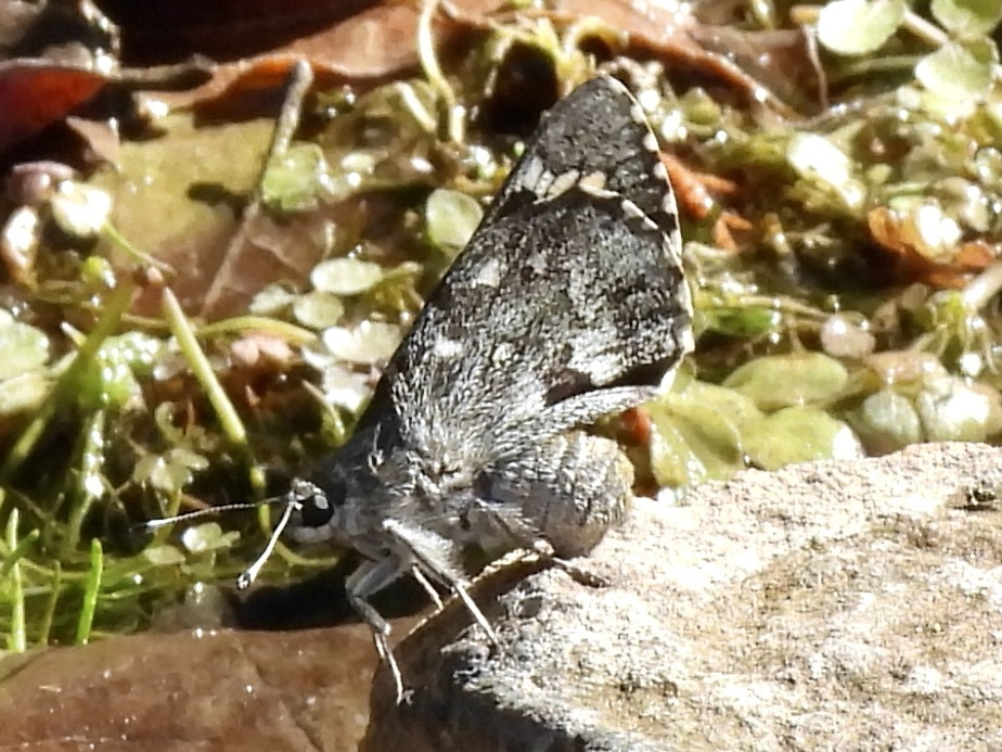 Huachuca Giant-Skipper from Scotia Canyon, Arizona 85611, USA on ...