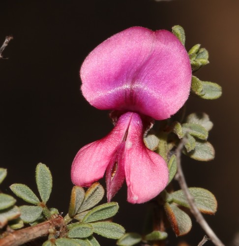 Namaqua Indigo (Indigofera sp-g) · iNaturalist United Kingdom