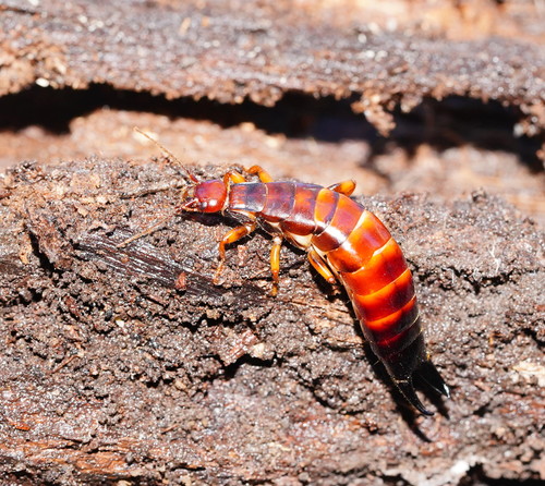 Giant Earwig (Titanolabis colossea) · iNaturalist