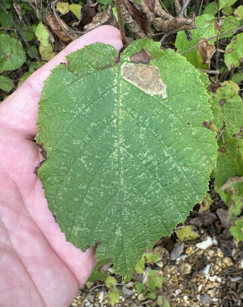 American hazelnut from Co.Rd. 139 near Dry Creek, Lauderdale County, AL ...