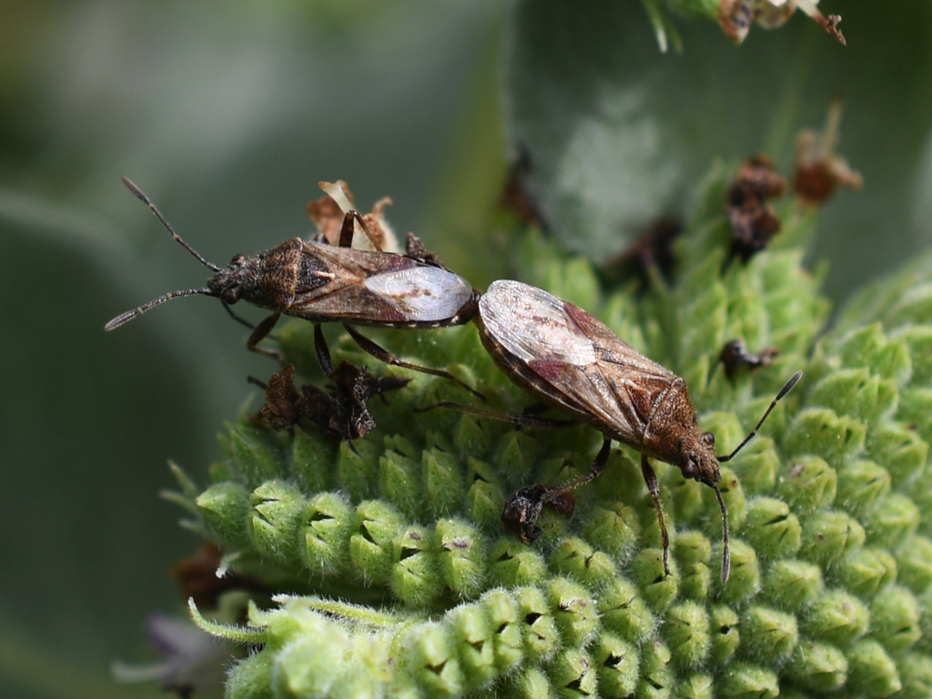 Neortholomus scolopax from Wren Meadow Farm on September 27, 2024 by ...