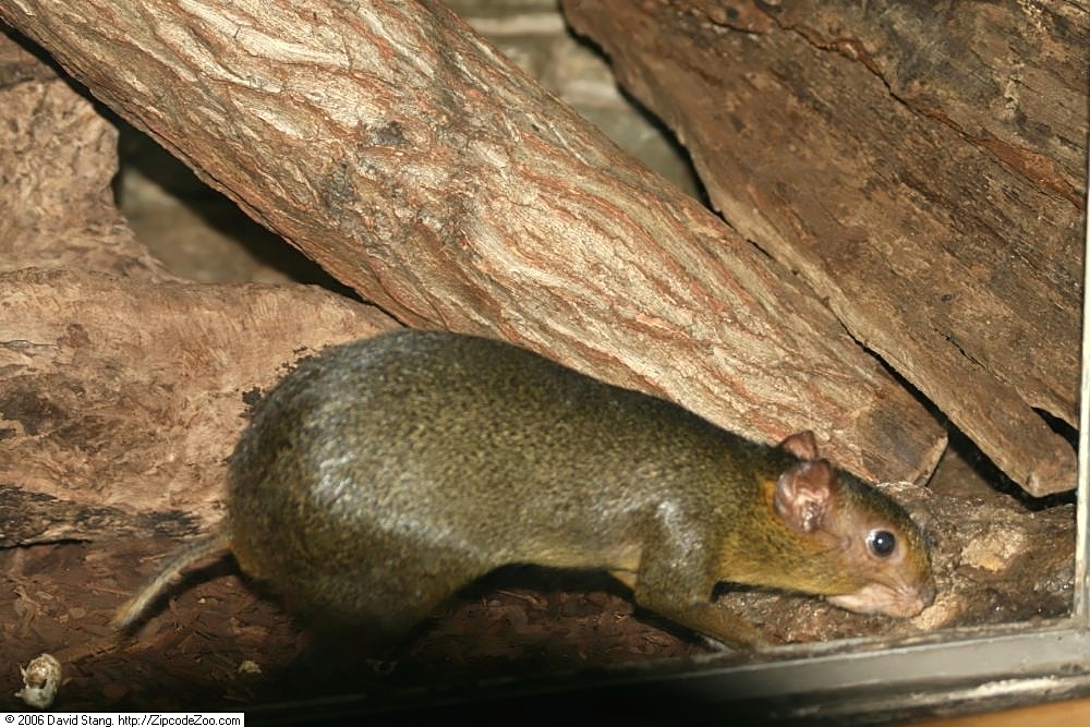 Acouchis (Myoprocta) - Know Your Mammals