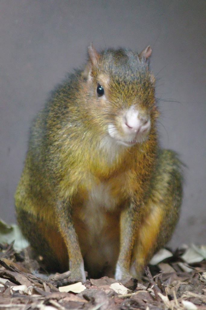 Acouchis (Myoprocta) - Know Your Mammals