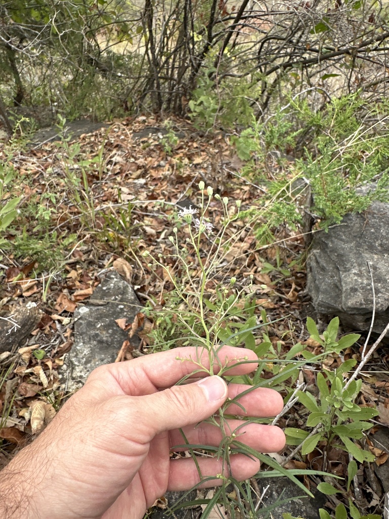 Small Palafox from Branson, MO, US on September 27, 2024 at 04:57 PM by ...