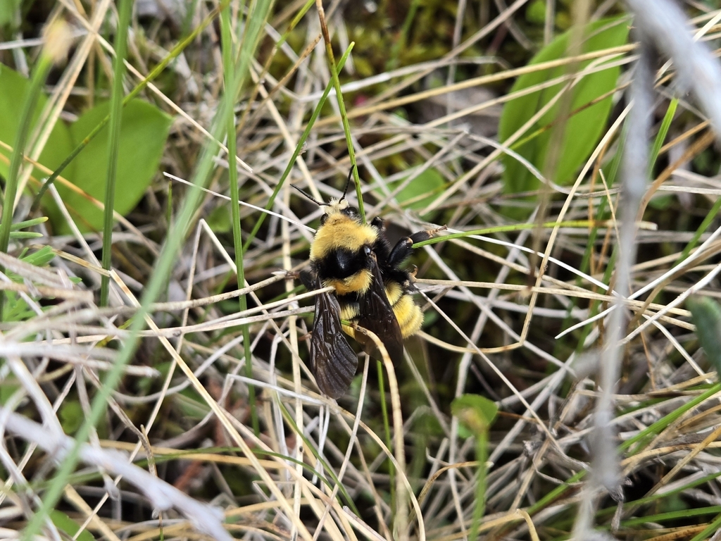 Northern Amber Bumble Bee in May 2024 by wanderingeden · iNaturalist