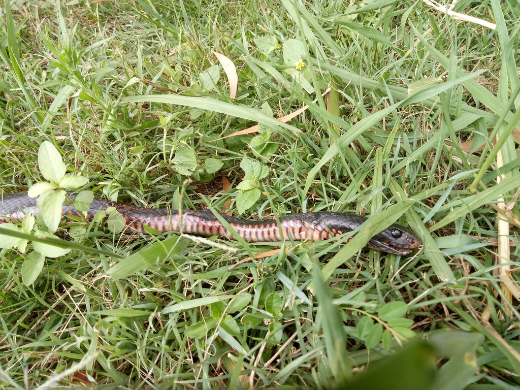 Red-bellied Black Snake from Curtis Pl, Anstead QLD 4070, Australia on ...