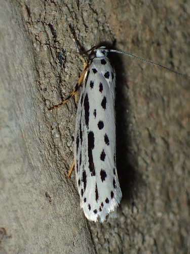 Ethmia zelleriella (Priority Butterflies & Moths of Great Smoky ...