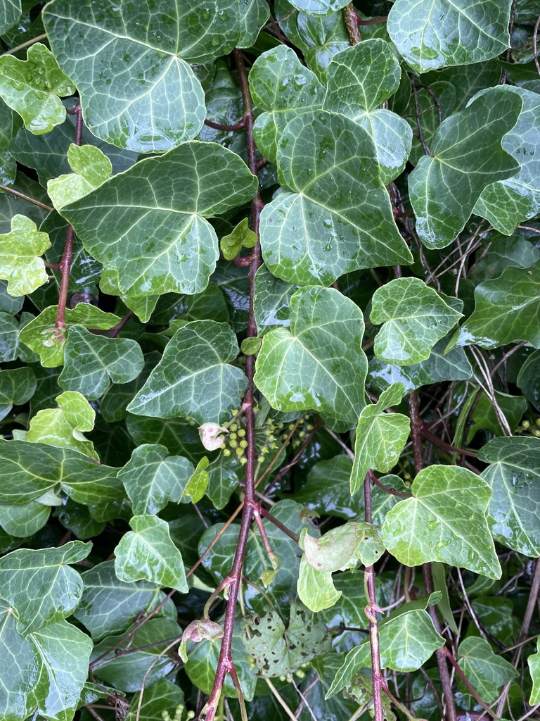 common ivy from Clayton Road, Hayes, England, GB on September 27, 2024 ...