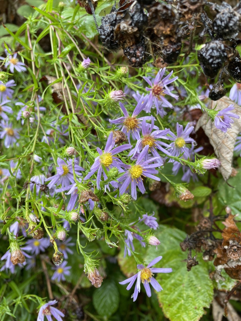 New York aster from Rigby Lane, Uxbridge, England, GB on September 27 ...