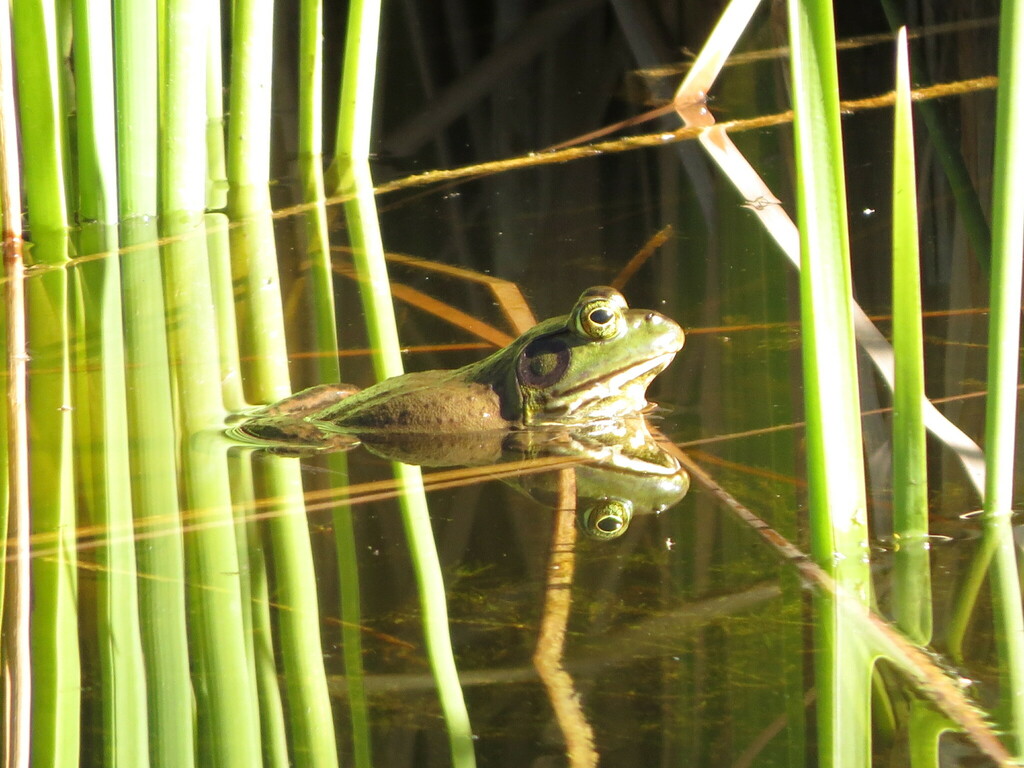 American Bullfrog from Desert Botanical Garden, 1201 N Galvin Pkwy ...