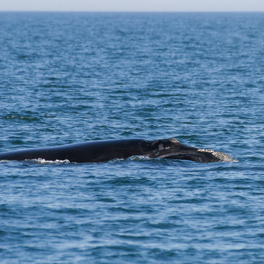 North Atlantic Right Whale in December 2007 by Dan Vickers · iNaturalist