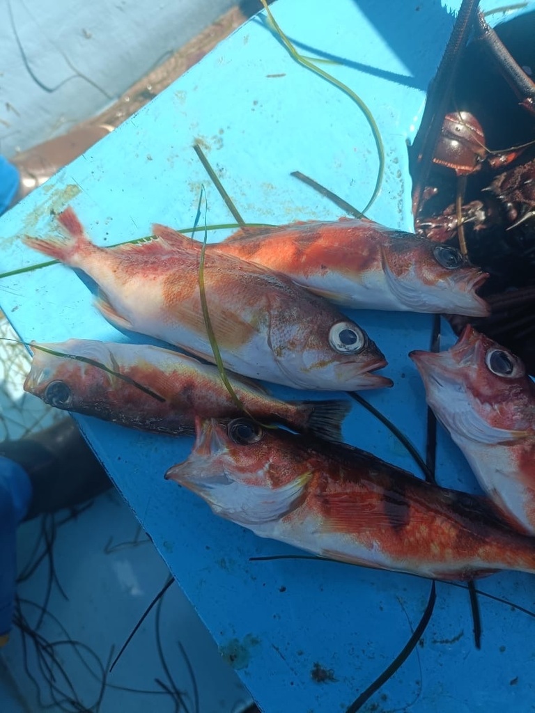 Halfbanded rockfish from Mulegé, B.C.S., MX on September 27, 2024 at 06 ...