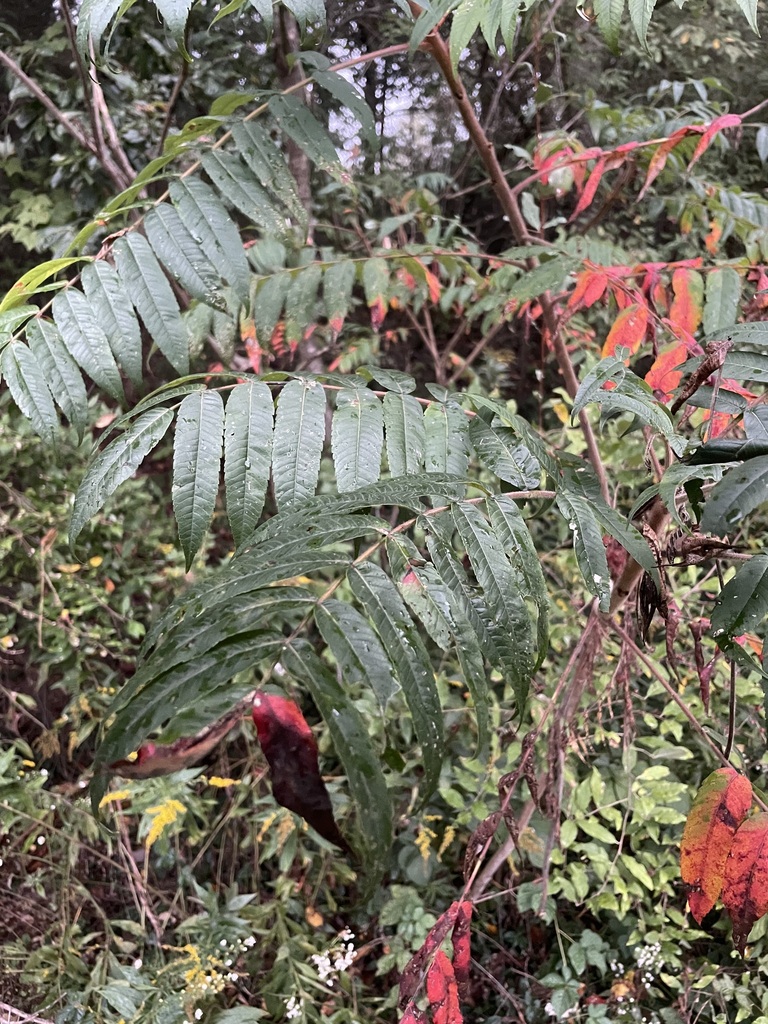 staghorn sumac from Butler County, PA, USA on September 27, 2024 at 06: ...