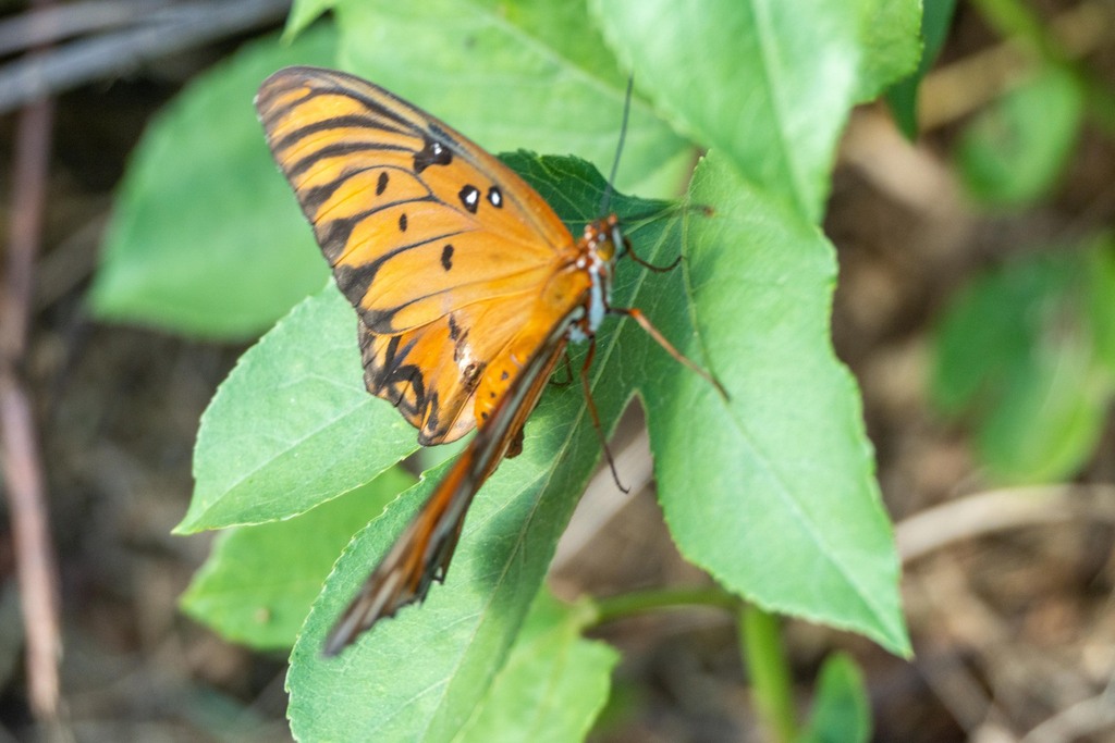 Gulf Fritillary from Cullinan Park, Sugar Land, TX, USA on September 23 ...