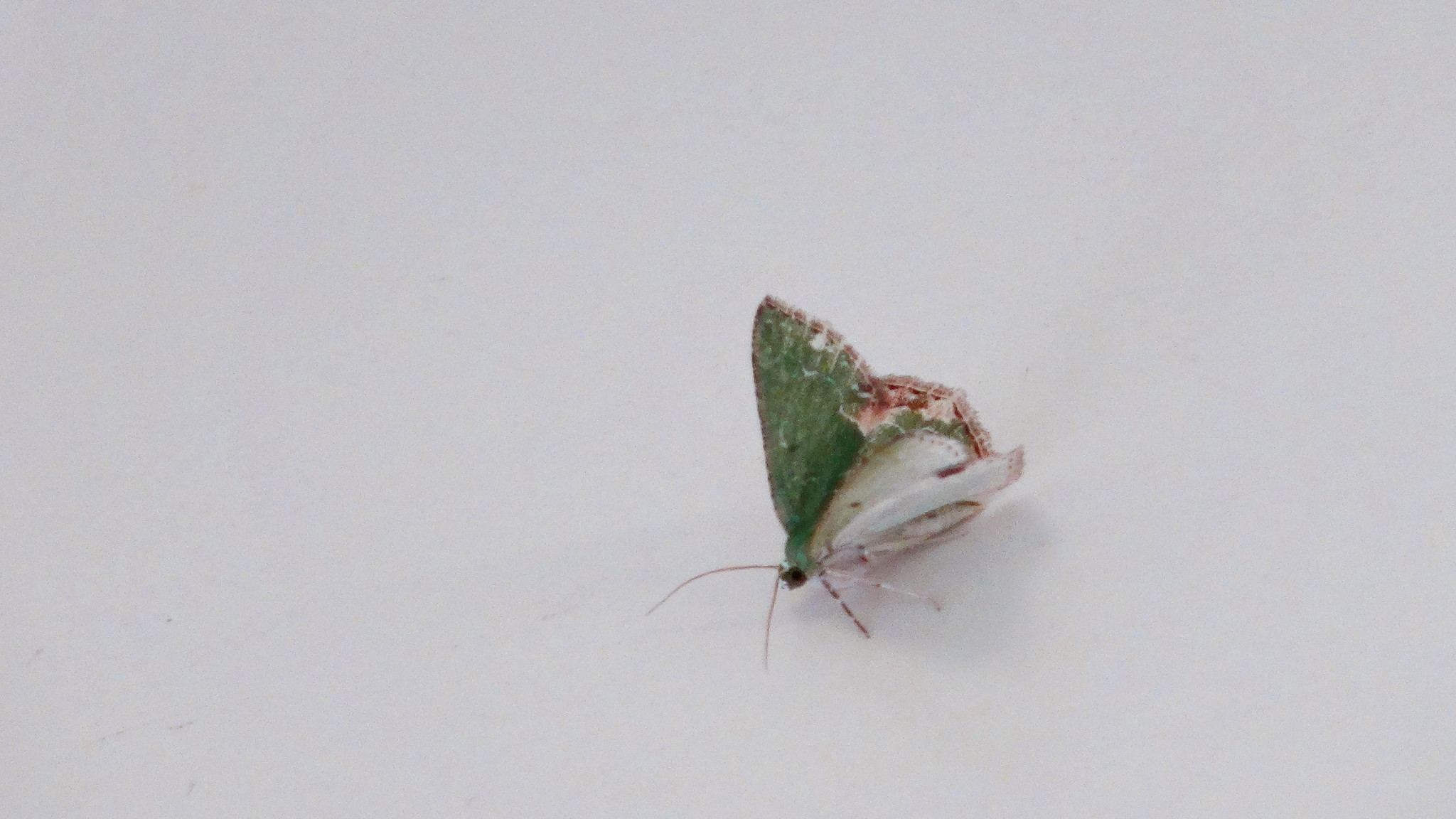 Eucyclodes infracta (Wileman, 1911)