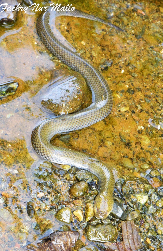 Rice Paddy Snake from Ungkaya, Wita Ponda, Morowali Regency, Central ...