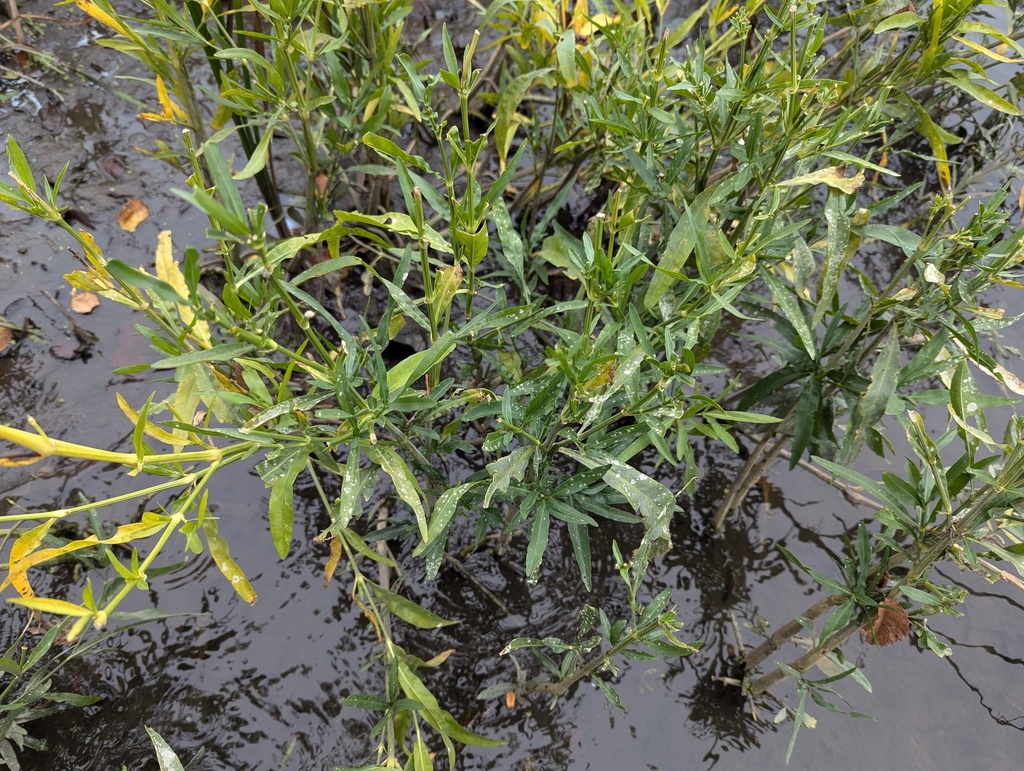 American water-willow in September 2024 by Ryan Sorrells · iNaturalist