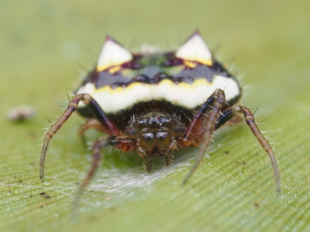 Two-spined spider from North Island / Te Ika-a-Māui, Ruawai, Northland ...