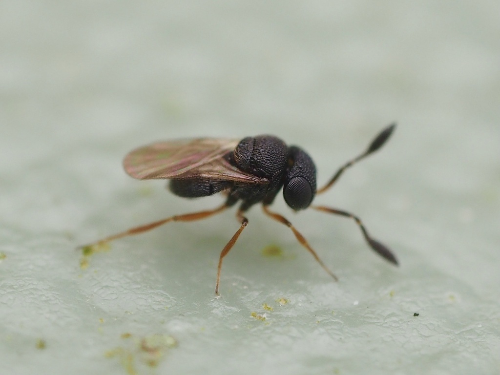Gryon from North Island / Te Ika-a-Māui, Ruawai, Northland, NZ on ...