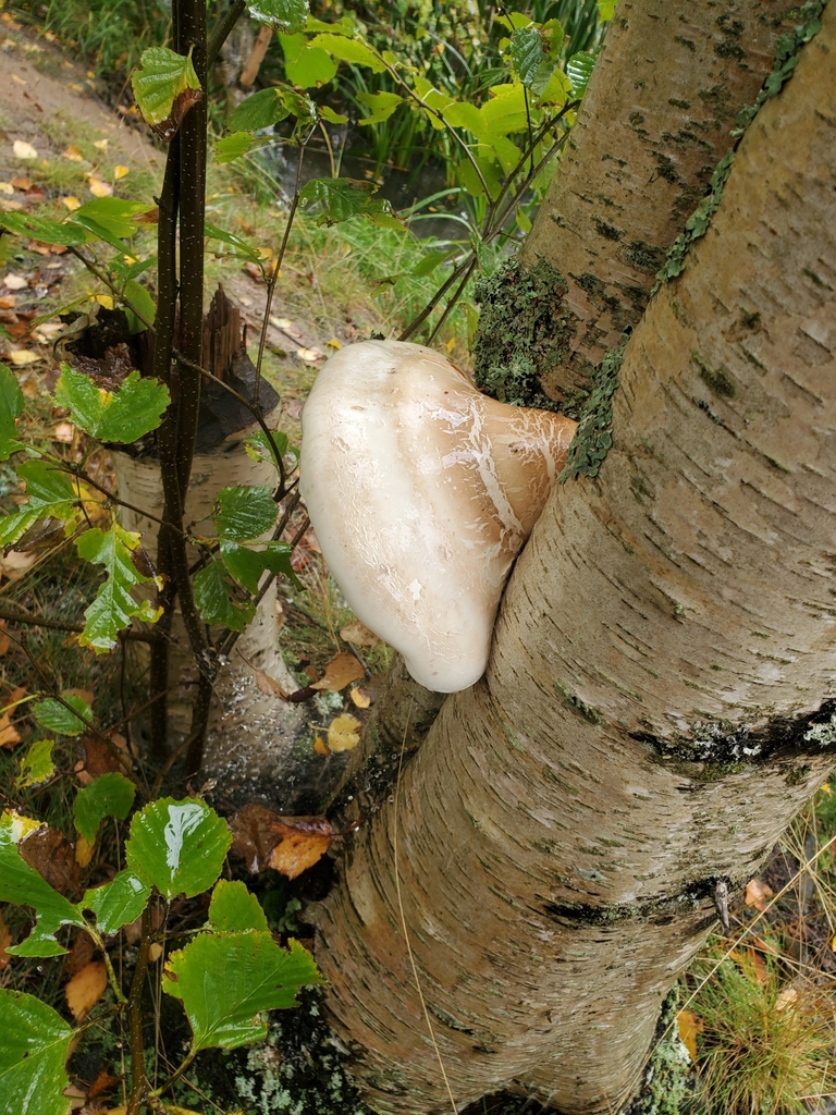 birch polypore from Waterfowl park sackville on September 27, 2024 at ...