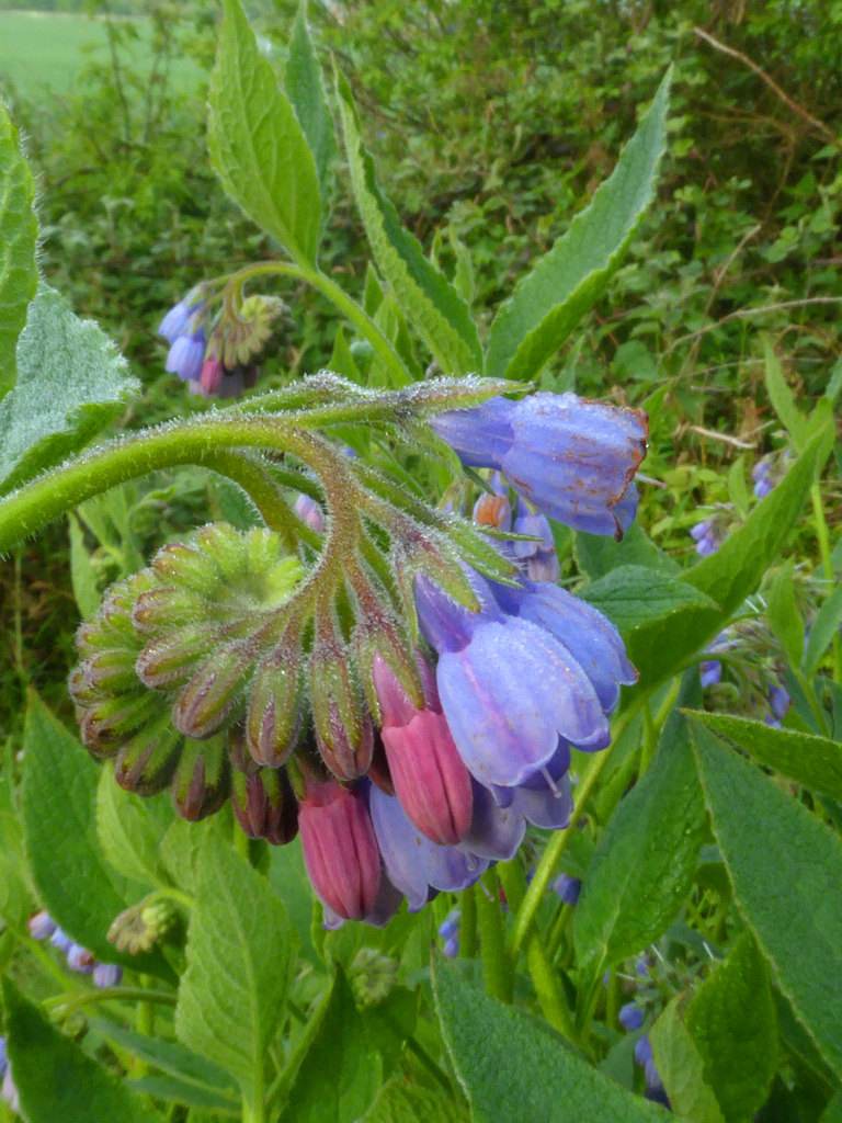 Comfrey from Norfolk, UK on May 28, 2021 at 06:31 AM by mikecrewe ...