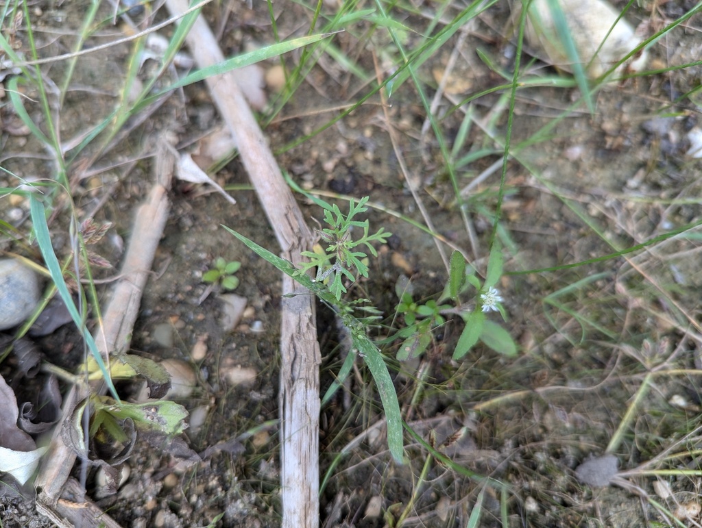 Obi-Wan conobea in September 2024 by Ryan Sorrells · iNaturalist