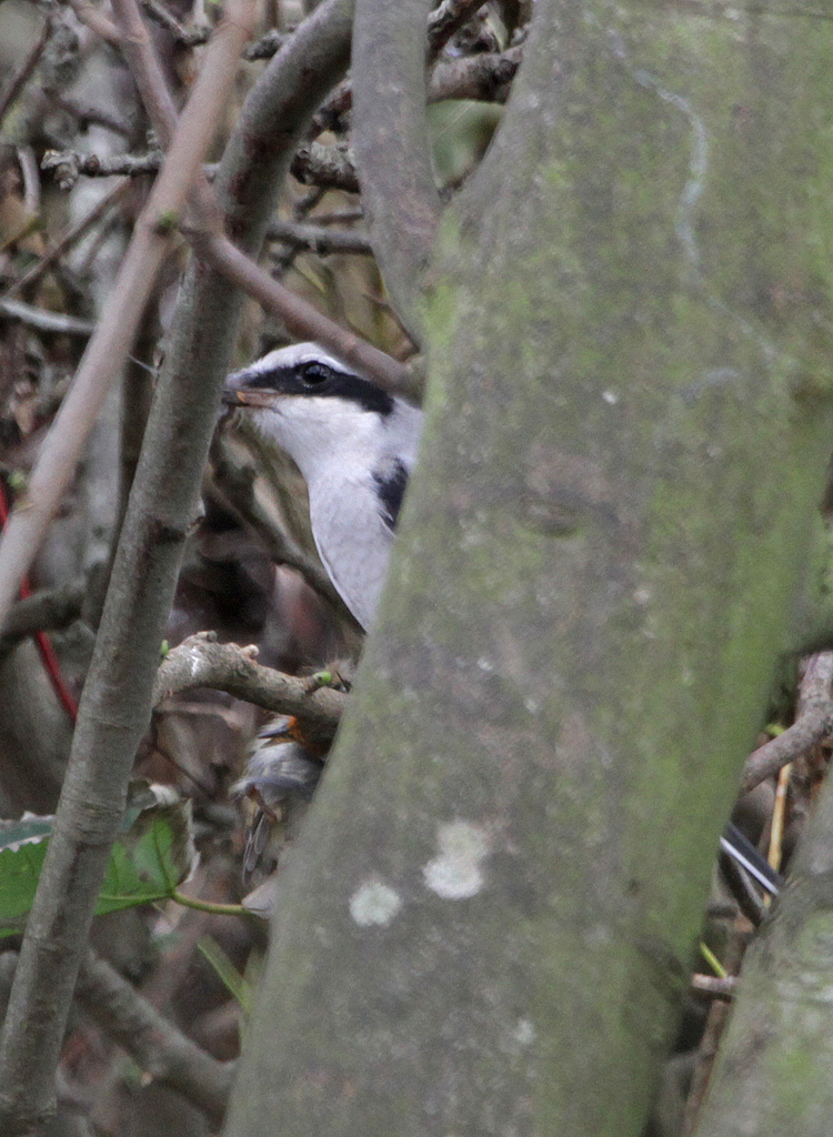 Great Gray Shrike from Winterton-on-Sea, Great Yarmouth NR29, UK on ...