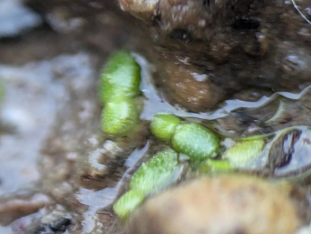 Brazilian watermeal in September 2024 by Ryan Sorrells. Wolffia ...