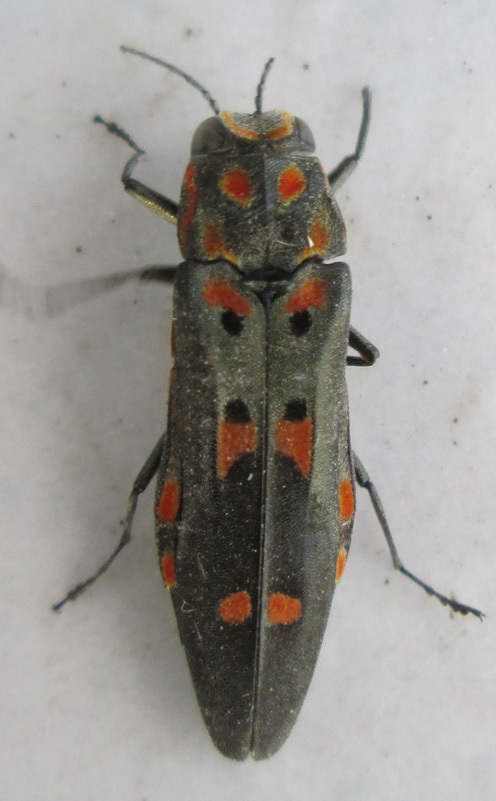 Agrilus sexguttatus (Buprestidae (Jewel Beetles) of Southern Africa ...