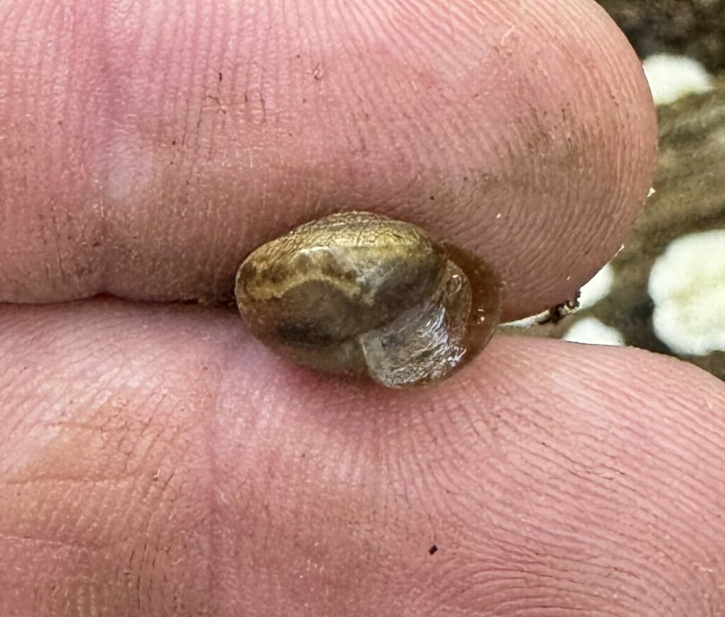 Common Land Snails and Slugs from Rock Springs Nature Trail, Natchez ...