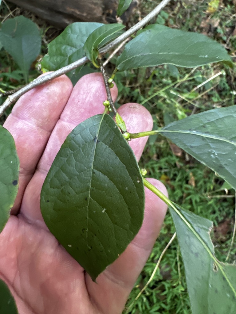 northern spicebush from Rock Springs Nature Trail, Natchez Trace Pkwy ...
