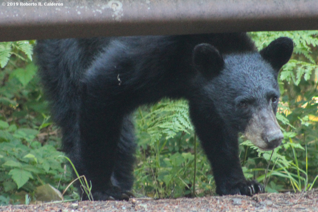 American Black Bear from Scoggins Valley Park, Gaston, Washington ...