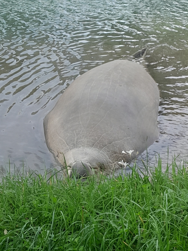 Southern Elephant Seal from Australia on September 28, 2024 at 12:36 PM ...