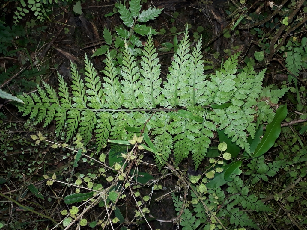 hen and chickens fern from Tararua, NZ-MW, NZ on July 1, 2019 at 03:15 ...