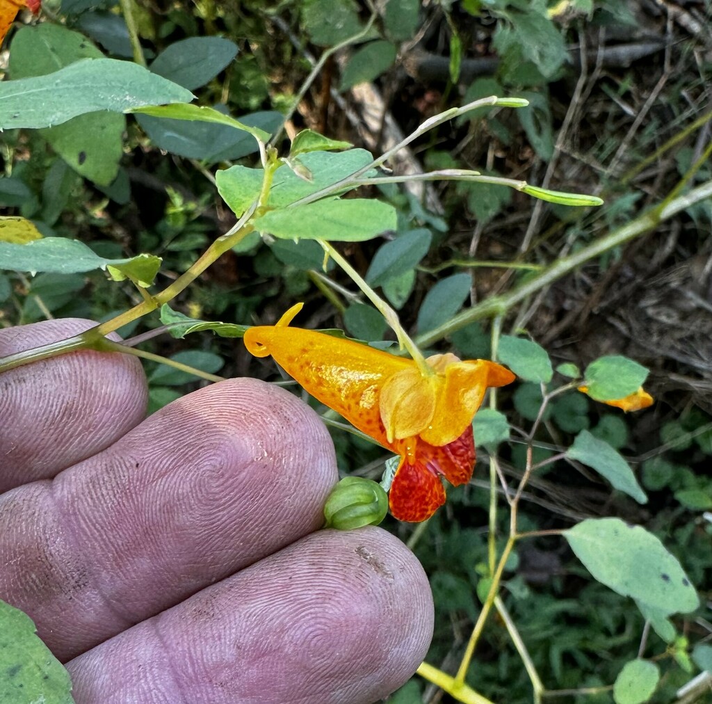 common jewelweed from Rock Springs Nature Trail, Natchez Trace Pkwy ...