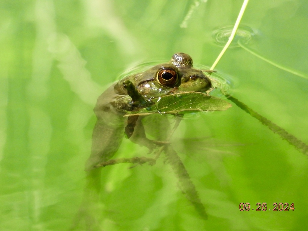 American Bullfrog from S Bryant Ave, Edmond, OK, US on September 26 ...