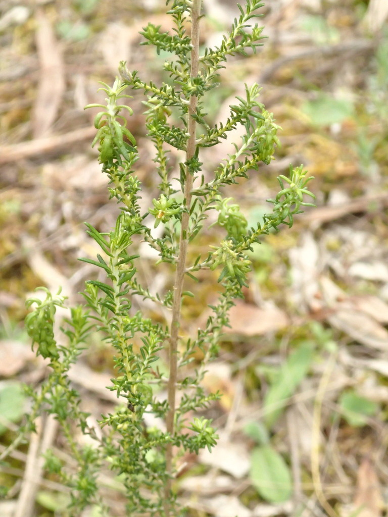 Sifton Bush from Moonambel VIC 3478, Australia on September 23, 2024 at ...