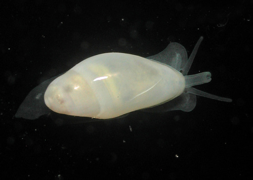 Volvarina unilineata · iNaturalist