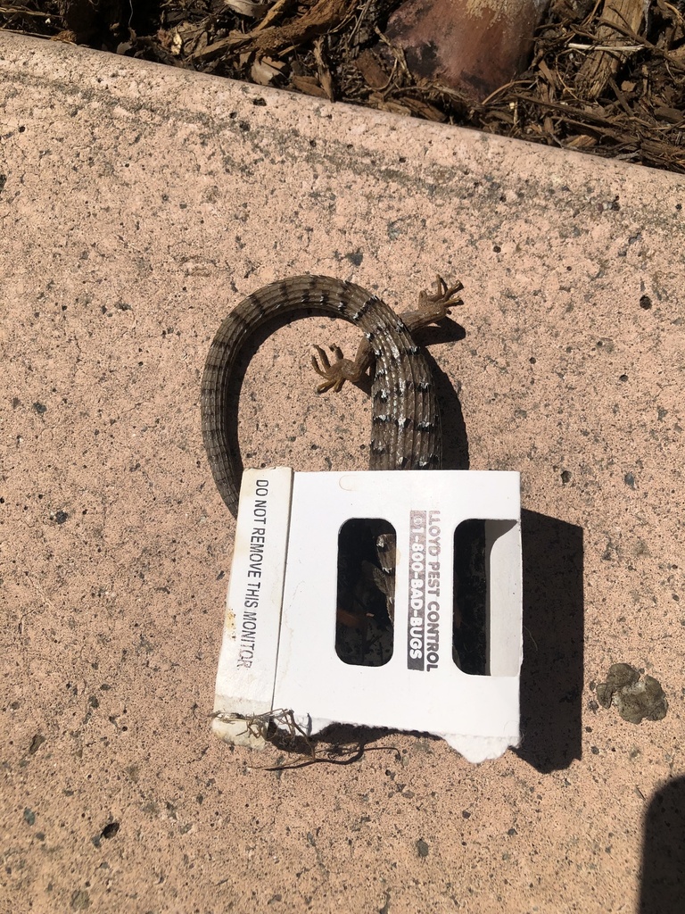 San Diego Alligator Lizard from San Diego State University, San Diego ...